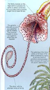 The Day of the Triffids